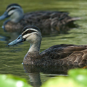 Bird Hide - Dubbo Regional Council