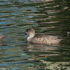 Bird Hide - Dubbo Regional Council