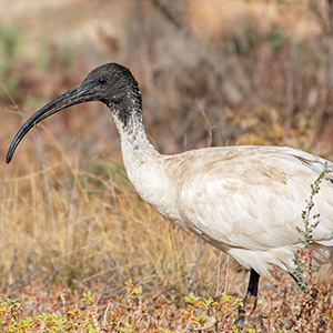 Bird Hide - Dubbo Regional Council