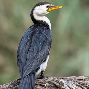 Bird Hide - Dubbo Regional Council