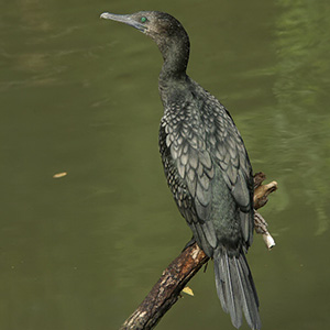 Bird Hide - Dubbo Regional Council