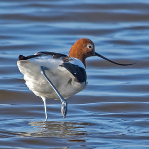 Bird Hide - Dubbo Regional Council