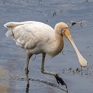 Bird Hide - Dubbo Regional Council