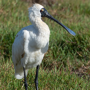 Bird Hide - Dubbo Regional Council