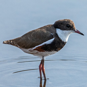 Bird Hide - Dubbo Regional Council