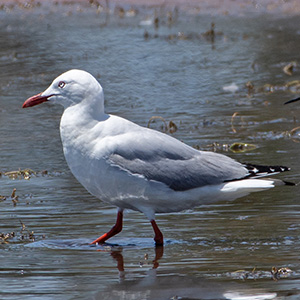 Bird Hide - Dubbo Regional Council