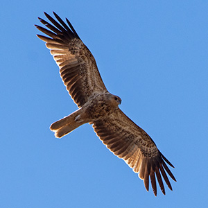 Bird Hide - Dubbo Regional Council
