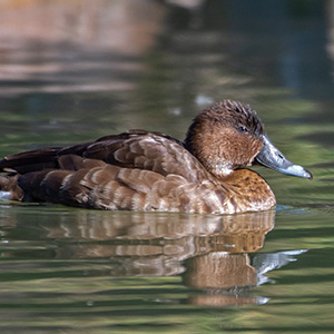 Bird Hide - Dubbo Regional Council
