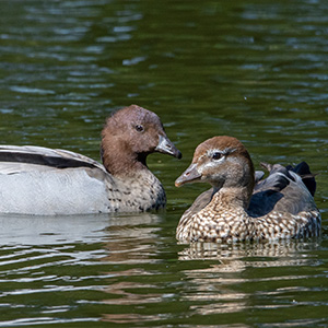 Bird Hide - Dubbo Regional Council
