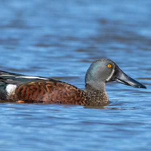 Bird Hide - Dubbo Regional Council