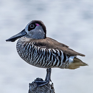 Bird Hide - Dubbo Regional Council