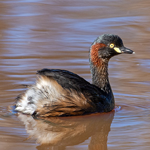 Bird Hide - Dubbo Regional Council