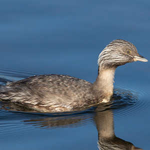 Bird Hide - Dubbo Regional Council