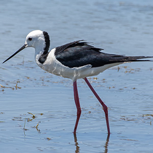 Bird Hide - Dubbo Regional Council