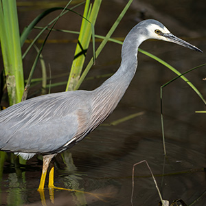 Bird Hide - Dubbo Regional Council