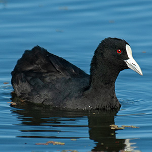 Bird Hide - Dubbo Regional Council