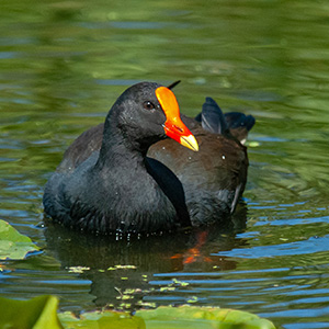 Bird Hide - Dubbo Regional Council