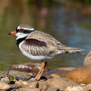 Bird Hide - Dubbo Regional Council