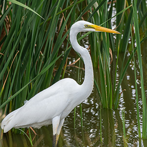 Bird Hide - Dubbo Regional Council