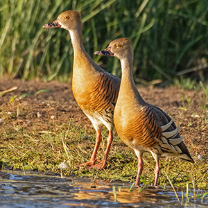 Bird Hide - Dubbo Regional Council