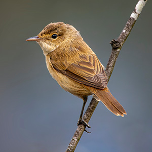 Bird Hide - Dubbo Regional Council