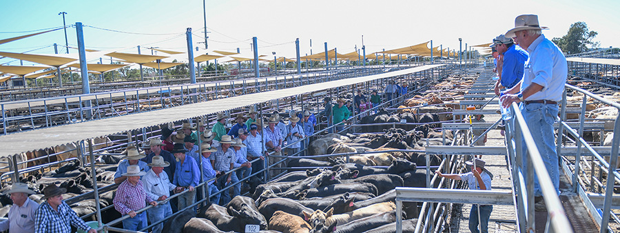 Dubbo Regional Livestock Markets - Dubbo Regional Council